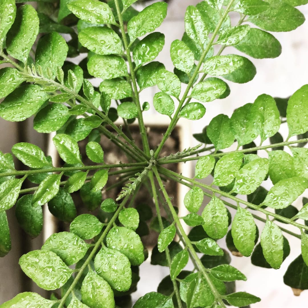 The Curry Tree-plant – Musings of an eccentric mind